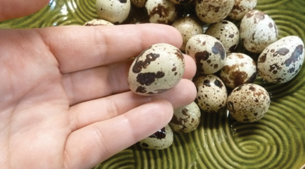 Produção de ovos de codorna cresce no Paraná