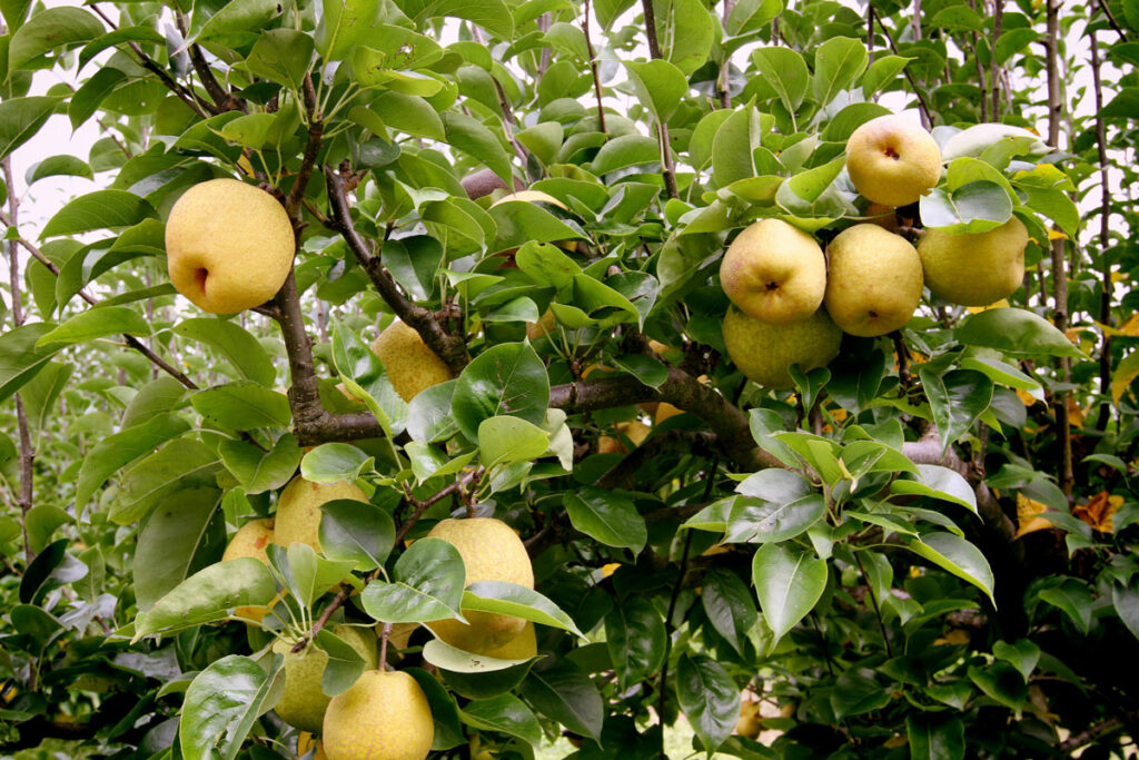 Minor crops registram avanços no Brasil