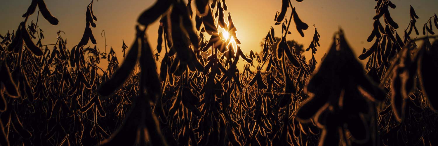 La Niña dá as cartas e produtores esperam maré de sorte