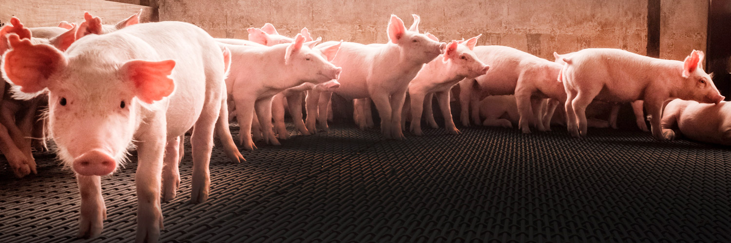 Suinocultura reduz perdas, mas segue no vermelho