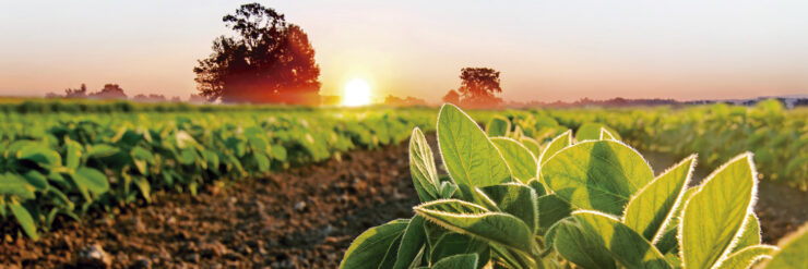 ARTIGO | Cadê o seguro rural e a análise do CAR?