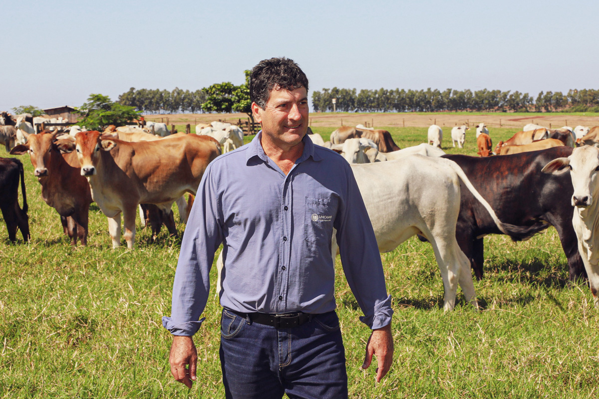 Sistema de integração melhora produção de soja e pecuária