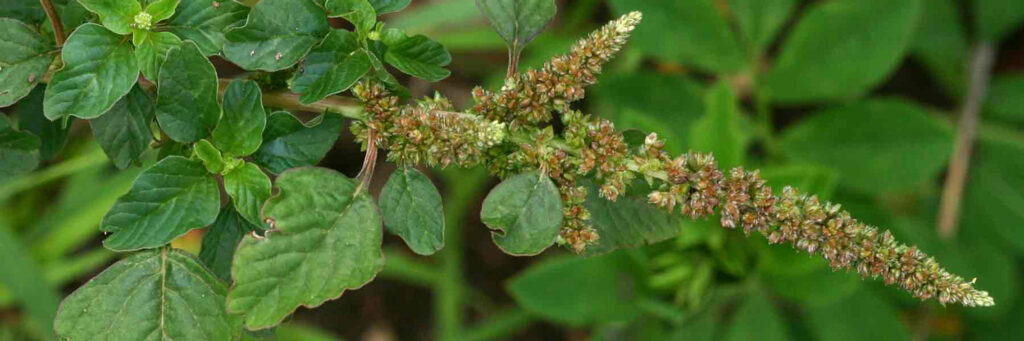 CARTILHA | O complexo caruru: biologia, identificação, ocorrência e manejo